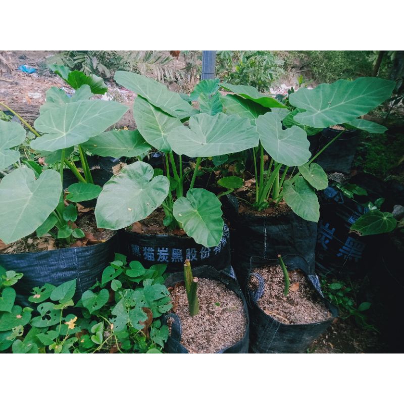 Jual bibit talas kemumu/talas padang/talas kubis/lompong. PROMO BELI 1 ...