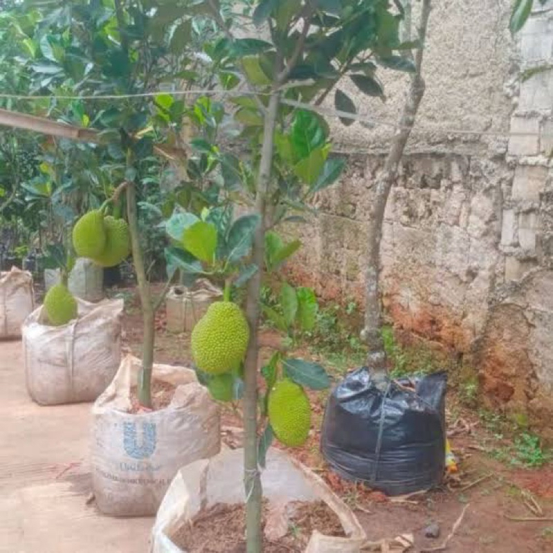 Jual Bibit Nangka Madu J33 Indukan Berbuah ( Packing Peti Kayu ...