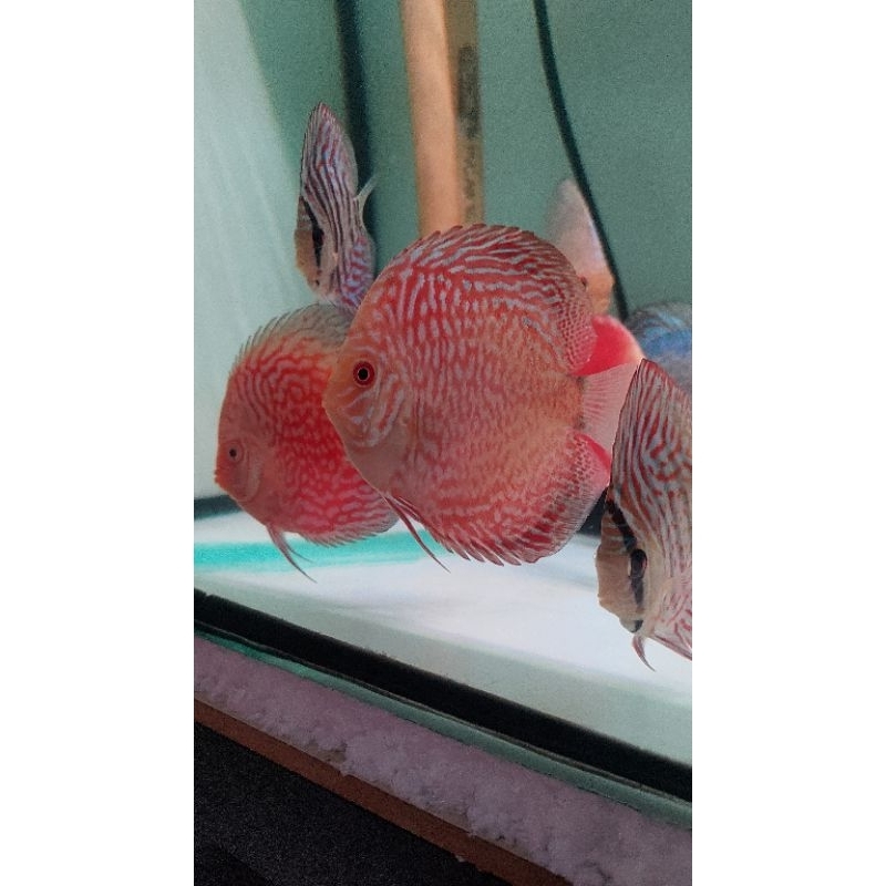 Jual ikan discus 3inch | Shopee Indonesia