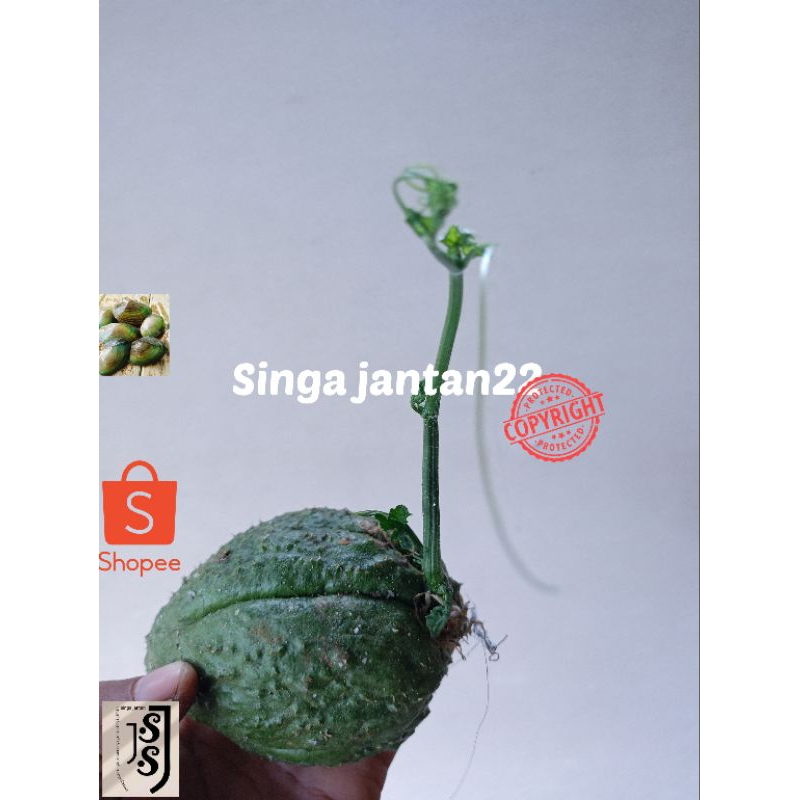 Jual Labu Siam siap tanam Bibit unggul | Shopee Indonesia