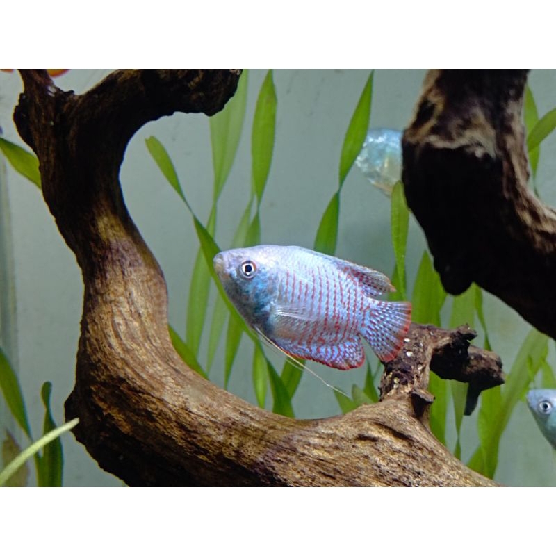 Jual IKAN AQUASCAPE!! SEPAT HIAS RALIS | Shopee Indonesia