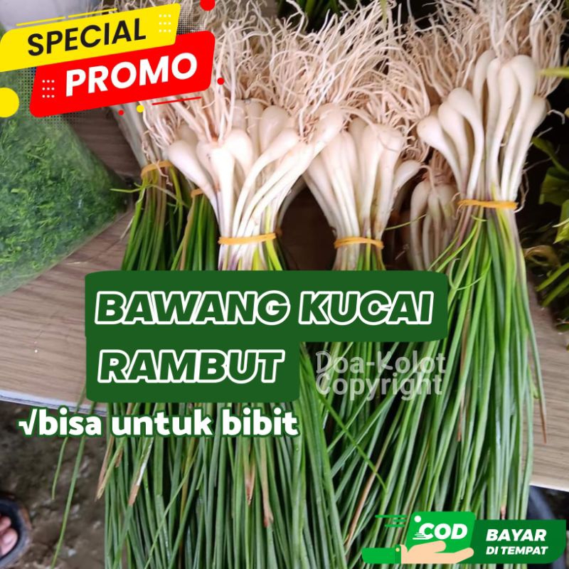 Jual Bawang Kucai Rambut per ikat isi Banyak - Bisa Untuk Bibit ...