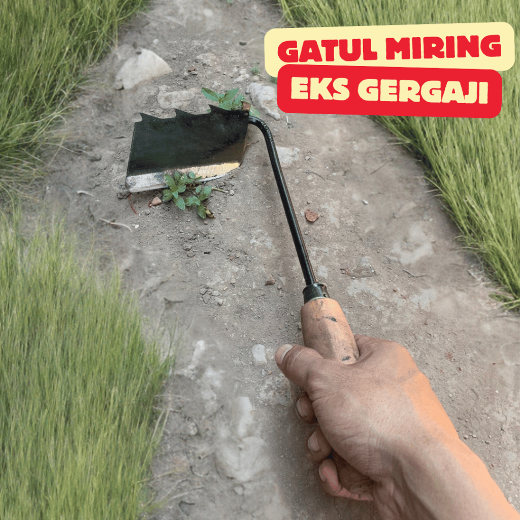 Jual CANGKUL KECIL CANGKUL MIRING GATUL DANGIR PADI DAN KORET RUMPUT ...