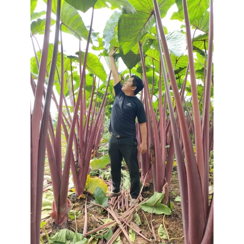 Jual Bibit Talas Ungu Super/ Benih Talas Pratama 3 / Talas Ketan Jumbo ...