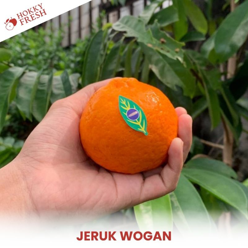 Jual Jeruk Wogan / Kg | Shopee Indonesia