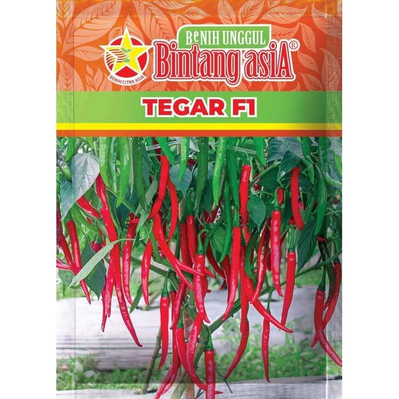 Jual Benih Cabai/Cabe Besar TEGAR F1 original dari BINTANG ASIA ...