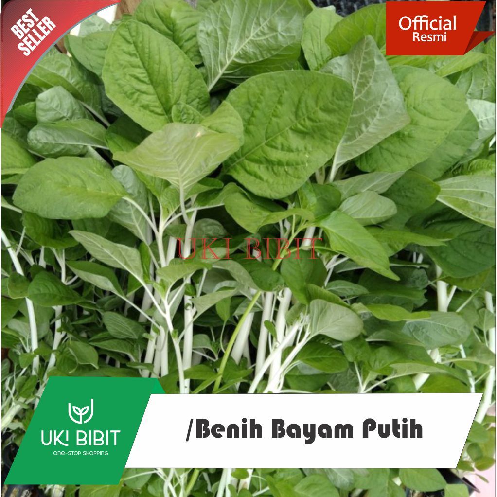 Jual ( 500 Butir ) Benih Biji Bayam Putih | Bayam Batang Putih | Shopee ...