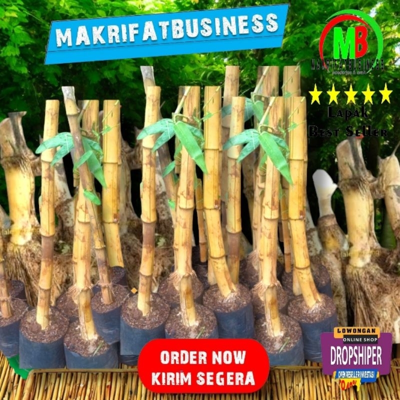 Jual Paket 1 Pcs 50 75 cm Bonggol BAMBU KUNING Batang Besar Siap Tanam ...