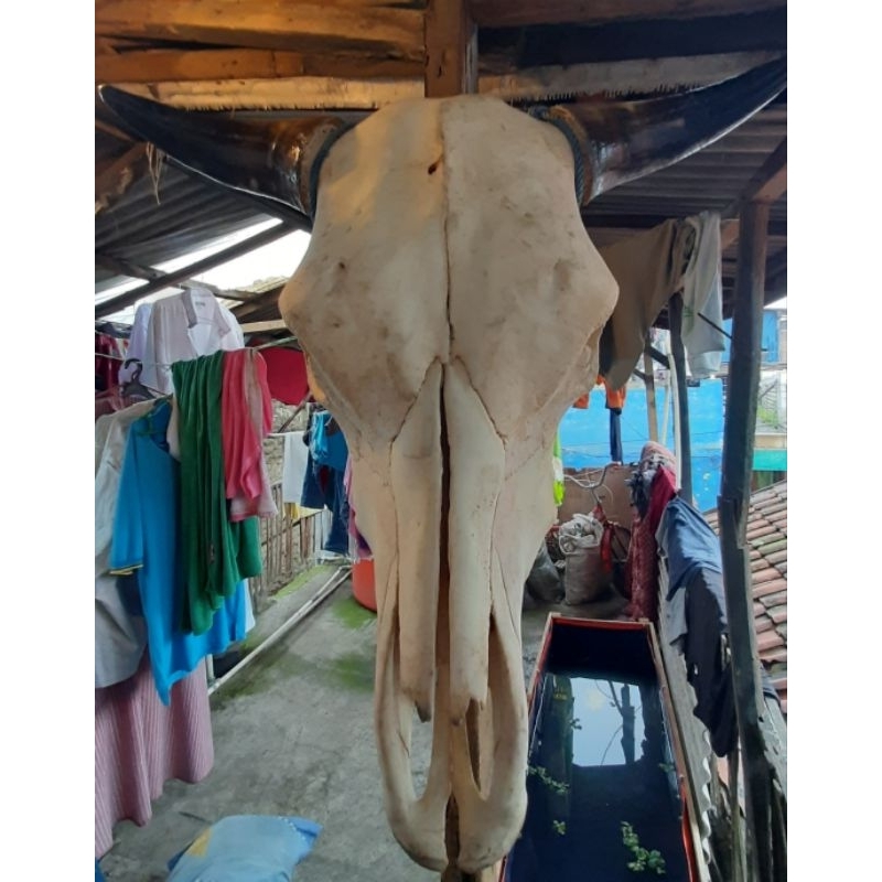 Jual Tanduk sapi barang antik hiasan dinding hiasan mega tank hiasan ...