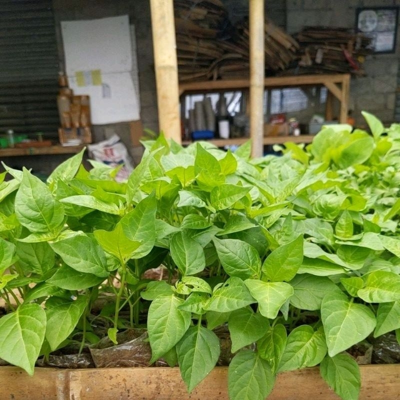 Jual KEBUN DZAKI - Bibit Cabe Rawit Kaliber Siap Tanam | Shopee Indonesia