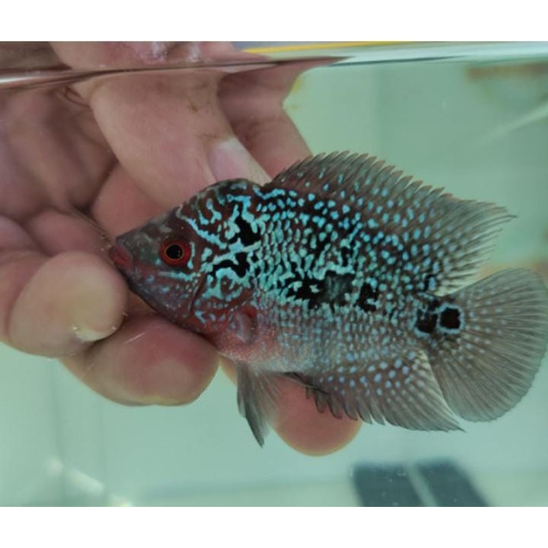 Jual TERLARIS, Ikan lohan ikan hias air tawar. | Shopee Indonesia