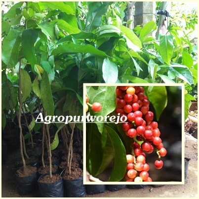 Jual Bibit Tanaman Buni / Buah Wuni / Bignay Fruit - Buah Langka Harga ...