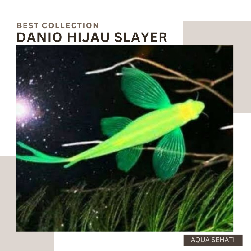 Jual ikan hias Danio Slayer Hijau / Biru - khusus instant | Shopee ...