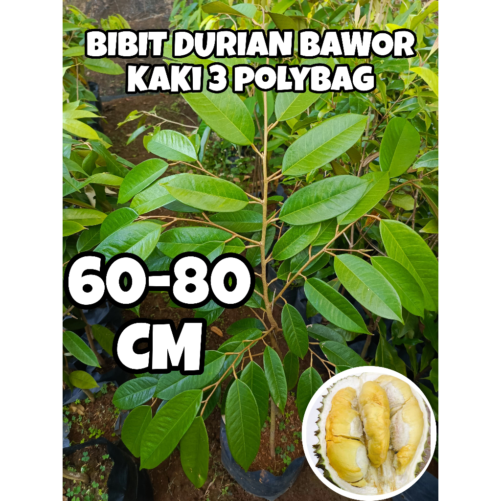 Jual BIBIT DURIAN BAWOR KAKI 3 POLYBAG SUPER UNGGUL DAN BERKUALITAS ...
