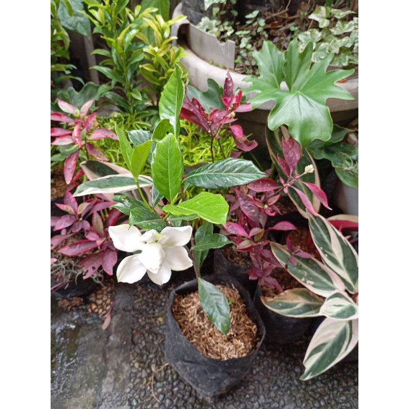 Jual tanaman jempiring berbunga | Shopee Indonesia