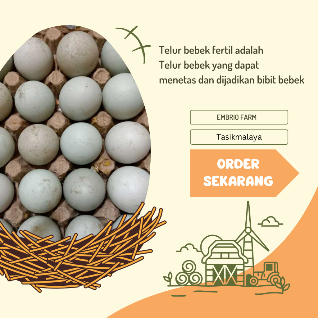 Jual Bibit Unggul Telur Fertil Tetas Bebek Cihateup / Telur Bebek Untuk ...
