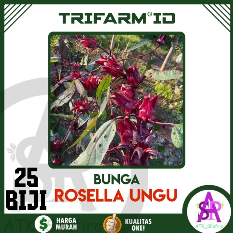 Jual TRIFARM 25 Biji Benih Bibit Bunga Rosella Ungu Repack Kemasan ...
