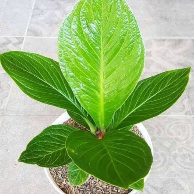 Jual (BISA COD) Tanaman Hias Anthurium Jemani Cobra Tanaman Indoor ...