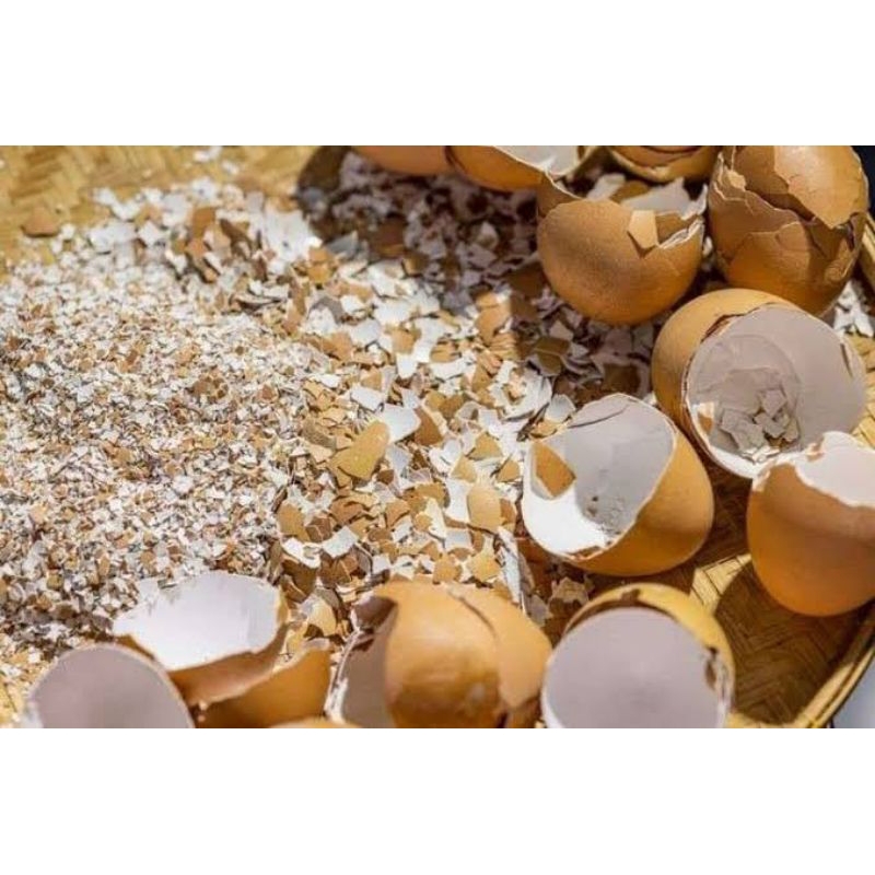 Jual Cangkang Telur, Kulit Telur 250 grm | Shopee Indonesia