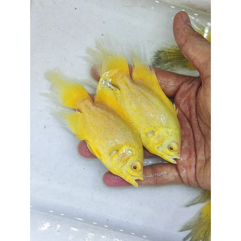 Jual OSCAR LEMON SLAYER KUNING PEKAT | Shopee Indonesia