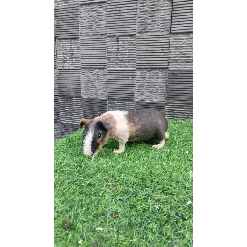 Jual SKINNY GUINEA PIG JANTAN/MARMUD SKINNY JANTAN/MARMUD HAIRLESS ...