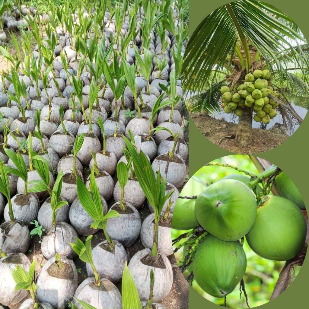 Jual Pohon kelapa icon, Pohon kelapa imitasi,Pohon kelapa janur ...