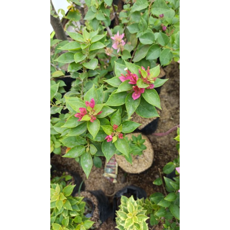 Jual Pesanan Bonsai Bougenville Shopee Indonesia
