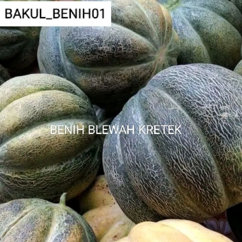 Jual TERLARIS! 500+ BENIH BLEWAH KRETEK SUPER UNGGUL SIAP TANAM ...