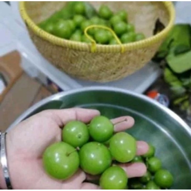 Jual buah canar, anggur hutan 1kg | Shopee Indonesia