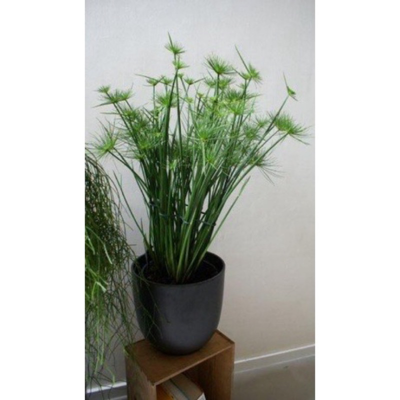 Jual TANAMAN HIAS AIR PAPYRUS MINI - TANAMAN HIAS AIR AQUASCAPE PAPIRUS ...