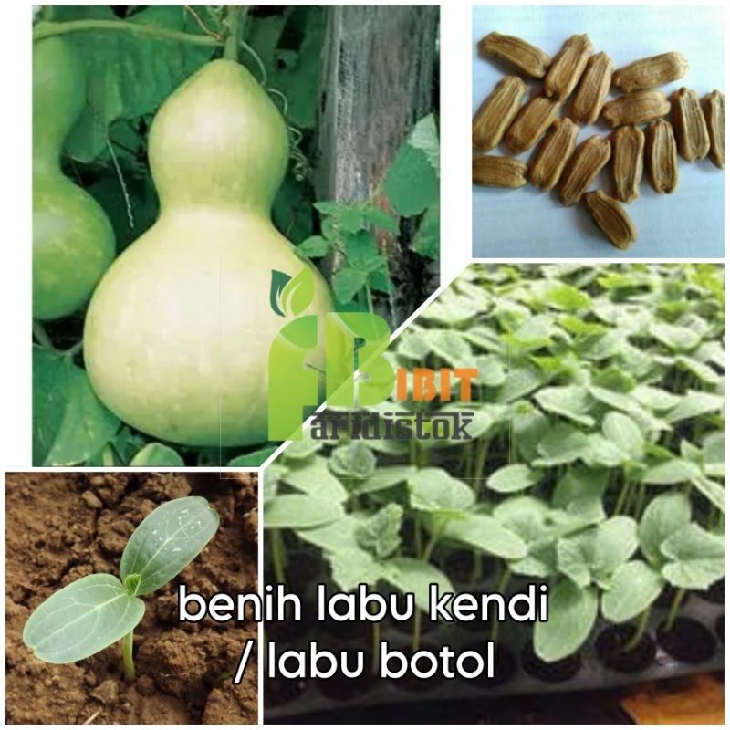 Jual 25 biji benih labu botol / labu kendi | Shopee Indonesia