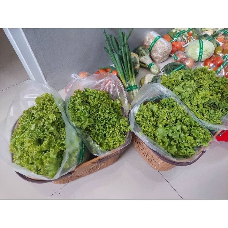 Jual sayur Selada segar bucket besar (3-4 batang) | Shopee Indonesia