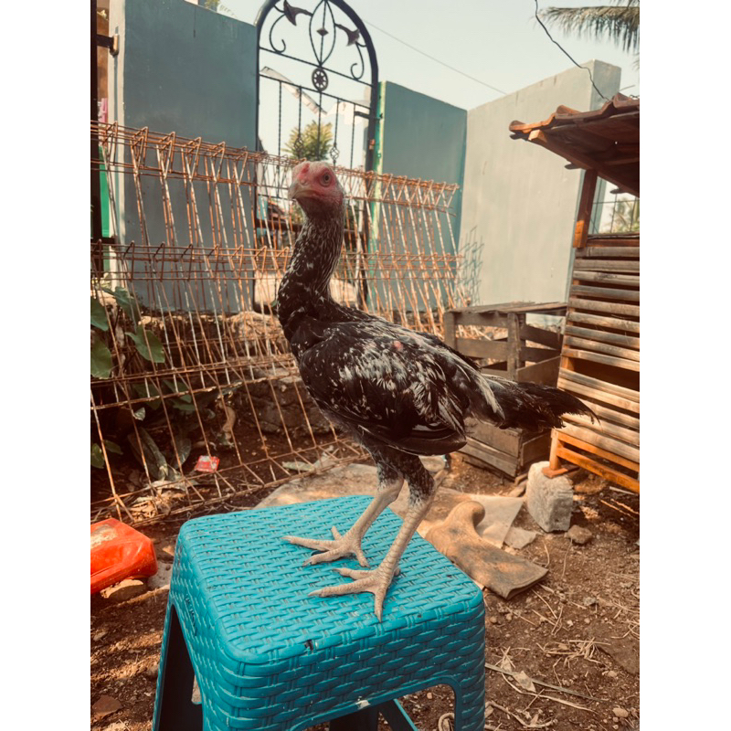 Jual ayam muda mangon | Shopee Indonesia