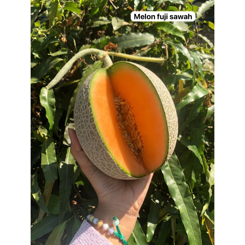 Jual Melon Fuji Sawah / kg | Shopee Indonesia