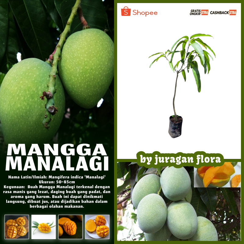 Jual BIBIT TANAMAN MANGGA MADU MANALAGI MANIS OKULASI CEPAT BERBUAH TINGGI 50-85CM POHON MANGGA ...
