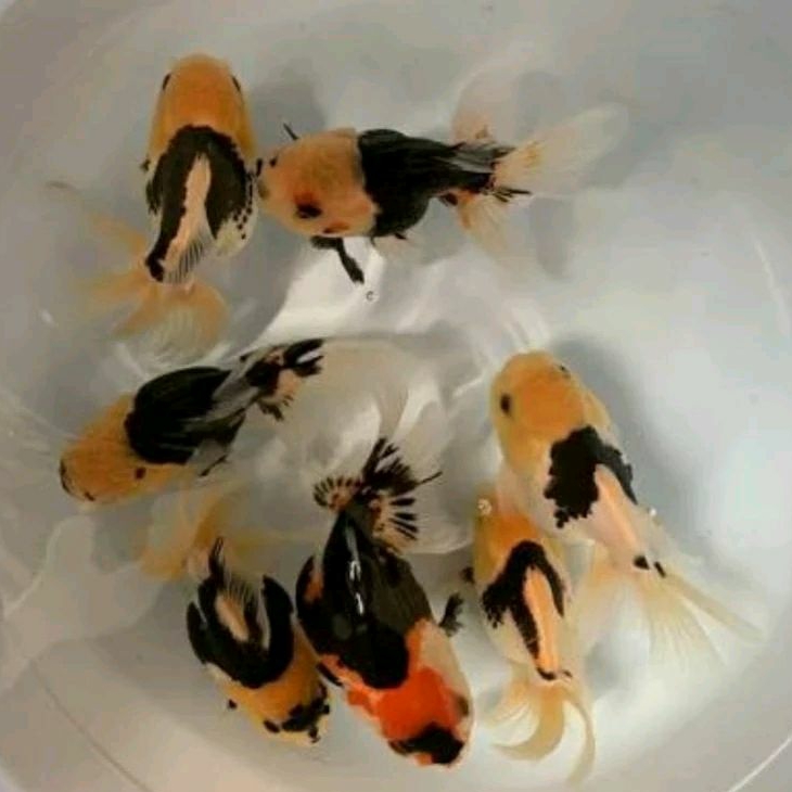 Jual IKAN HIAS KOKI PANDA GOLD FISH GOJEK GRAB ONLY | Shopee Indonesia