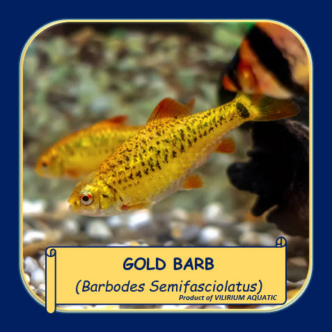 Jual IKAN HIAS AIR TAWAR - GOLD BARB / CHINESE BARB / BARBODES ...