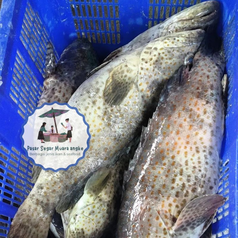 Jual Ikan Kerapu Balong Segar Seafood hasil laut segar 1 kg | Shopee ...