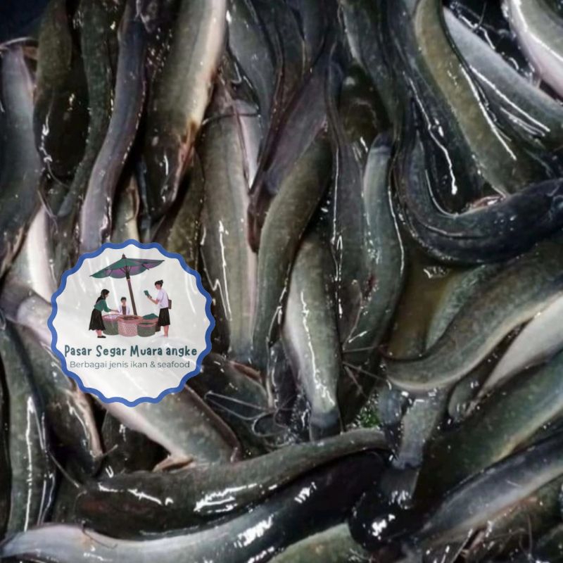 Jual Ikan Lele segar 1 kg | Shopee Indonesia
