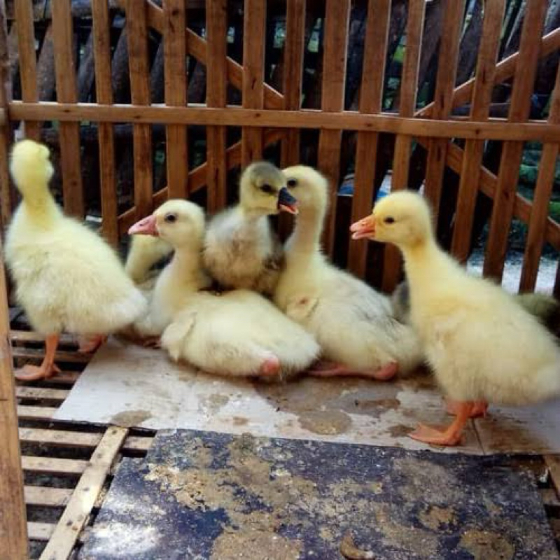 Jual ANAKAN SOANG ANGSA ANAKAN BANYAK | Shopee Indonesia