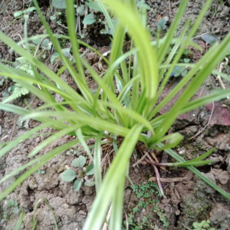 Jual Rumput Teki Ladang ( Cyperus rotundus ) 250 Gram | Shopee Indonesia