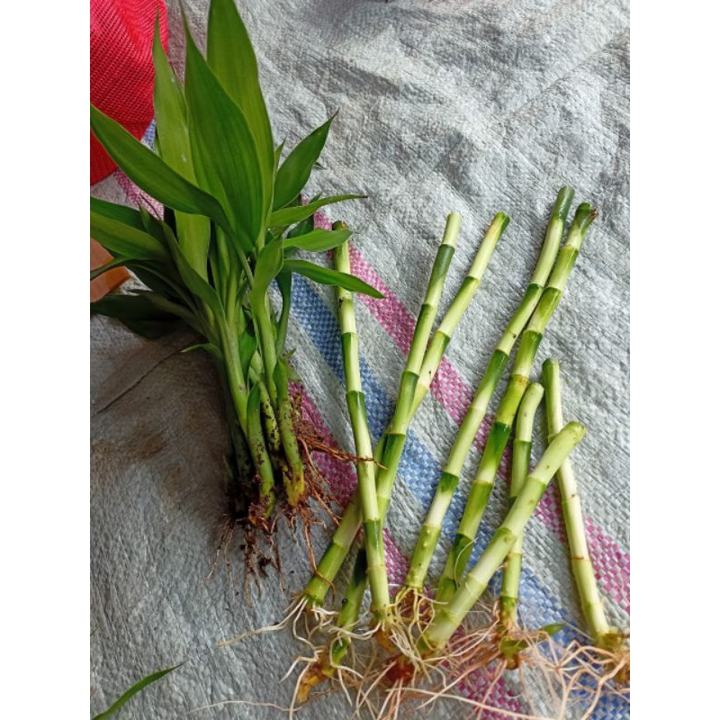 Jual Bambu hoki ,bambu keberuntungan,batang berakar,dandaun rimbun ...