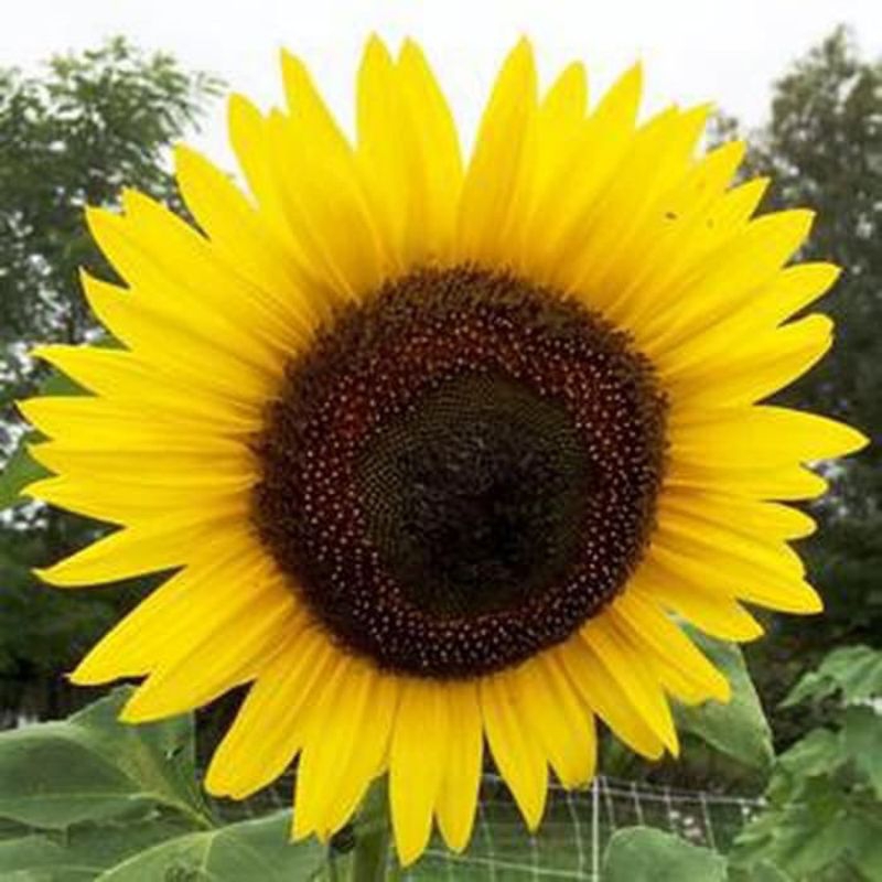 Jual BIBIT BUNGA MATAHARI SUPER (beli 5 gratis 1) | Shopee Indonesia