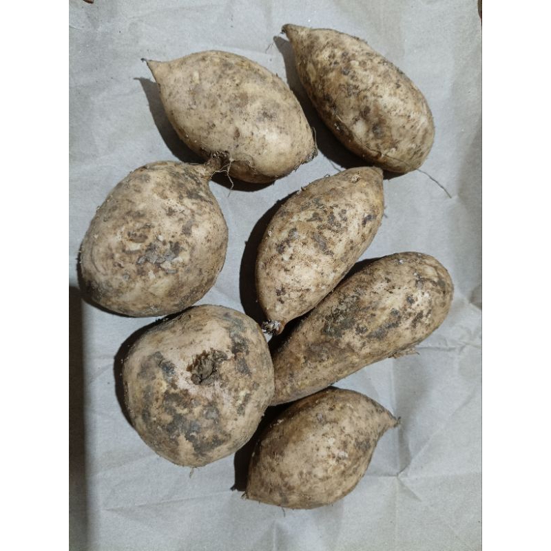 Jual UBI KUNING ATAU PUTIH UBI 1 KG UBI REBUS ATAU DI GORENG | Shopee ...