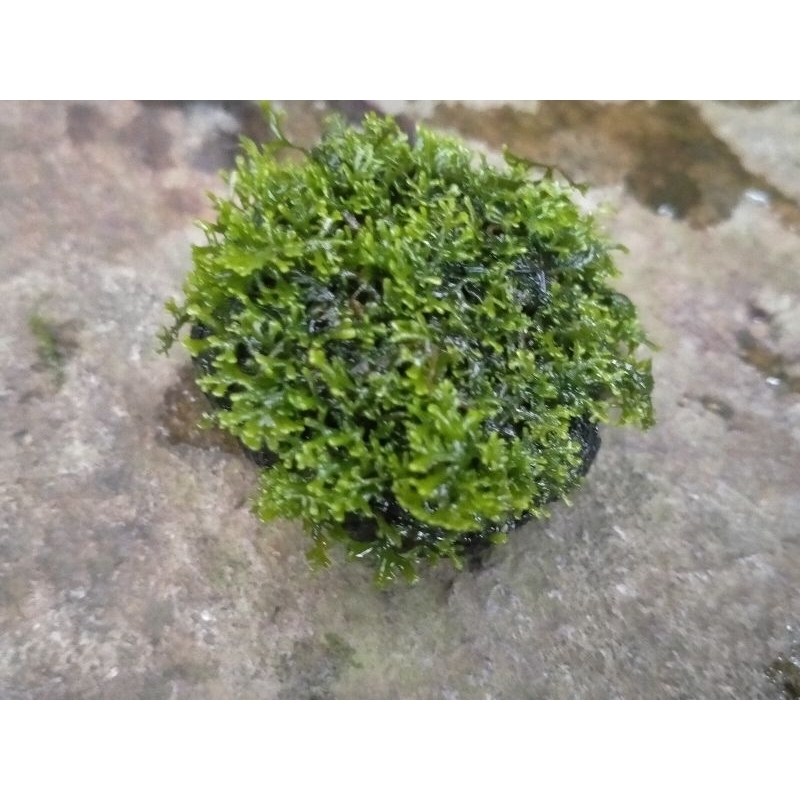 Jual Moss Ricardia media wabikusa tanaman aquascape aquarium | Shopee ...