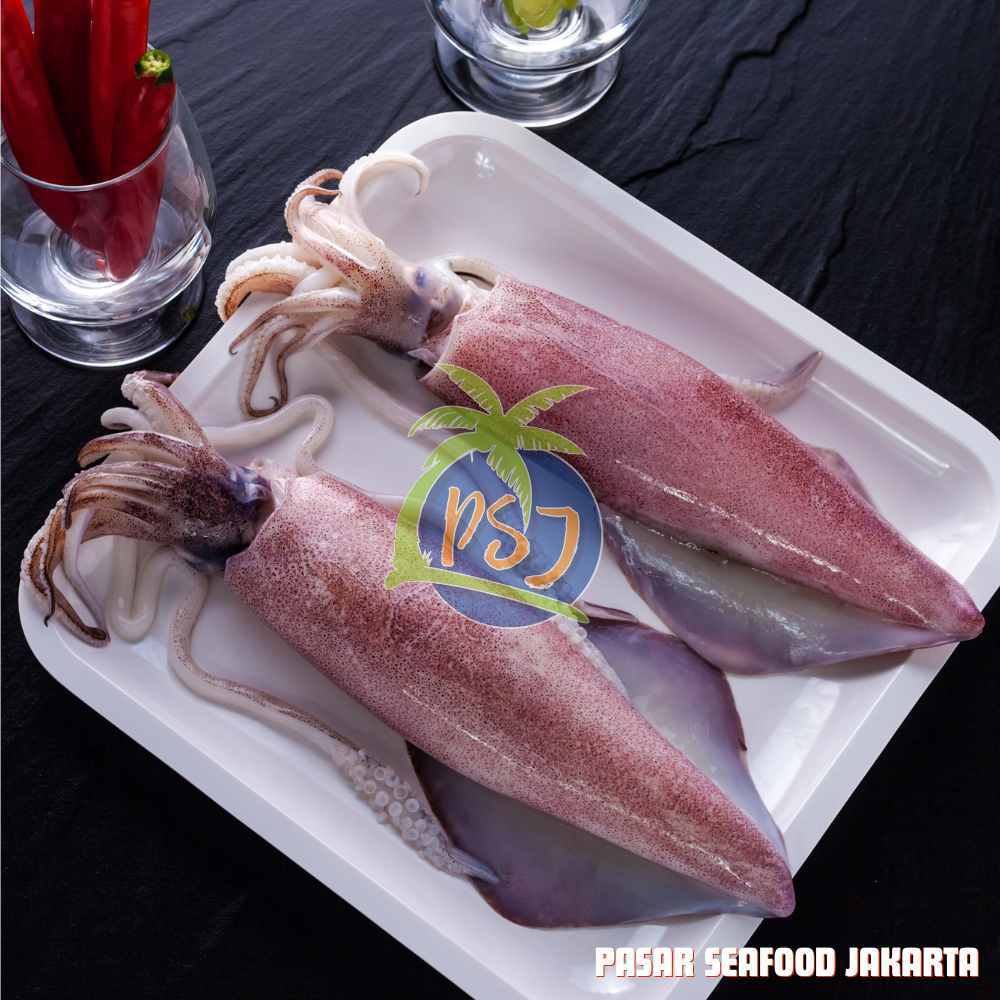 Jual Cumi-cumi Segar Fresh squid / Cumi Bangka - Sero enak Kiloan Pasar ...