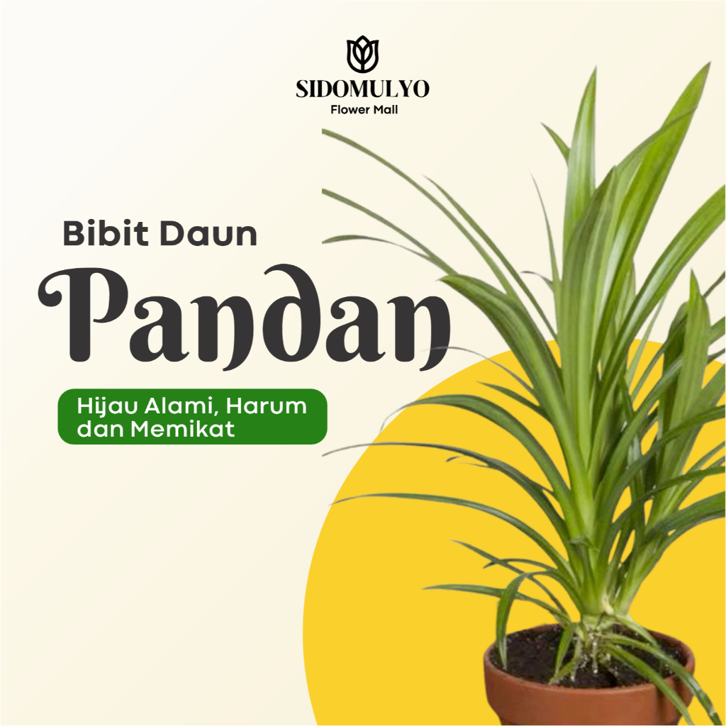 Jual Bibit Daun Pandan Wangi - Tanaman Herbal Toga Bumbu Dapur Penyedap ...