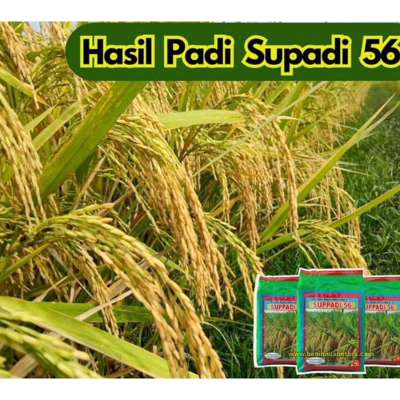 Jual BENIH PADI SUPADI 56 MAPAN P05 ORIGINAL TERBARU EX 052025 | Shopee ...