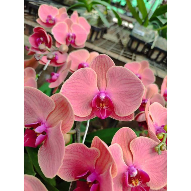 Jual ( BISA COD ) Tanaman Hias Anggrek Bulan Bunga Pink JUMBO PASCA ...