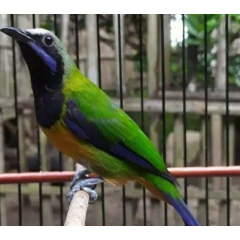 Jual BURUNG CUCAK CUNGKO JANTAN RAJIN RAWATAN | Shopee Indonesia